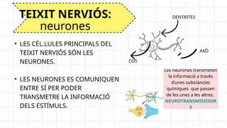 bREU explicació del sistema nerviós.pptx