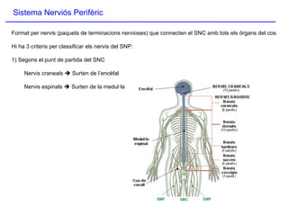 Sistema nerviós | PPT