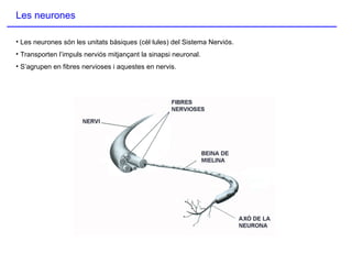 Sistema nerviós | PPT