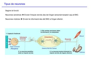 Sistema nerviós | PPT