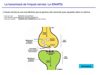 Sistema nerviós | PPT