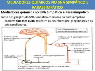 Animazione Del Sistema Nervoso Simpatico