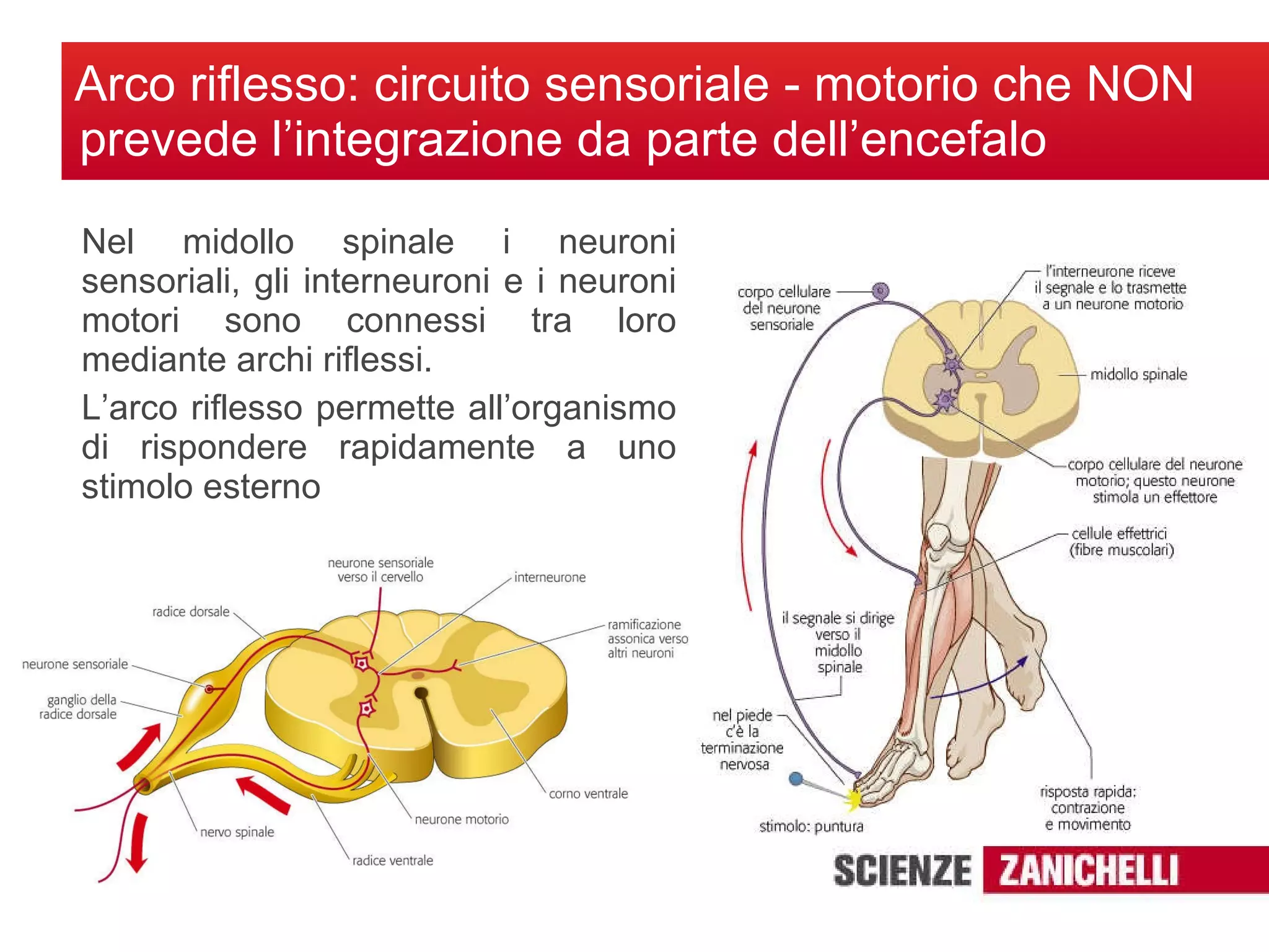 Sistema nervoso | PPT