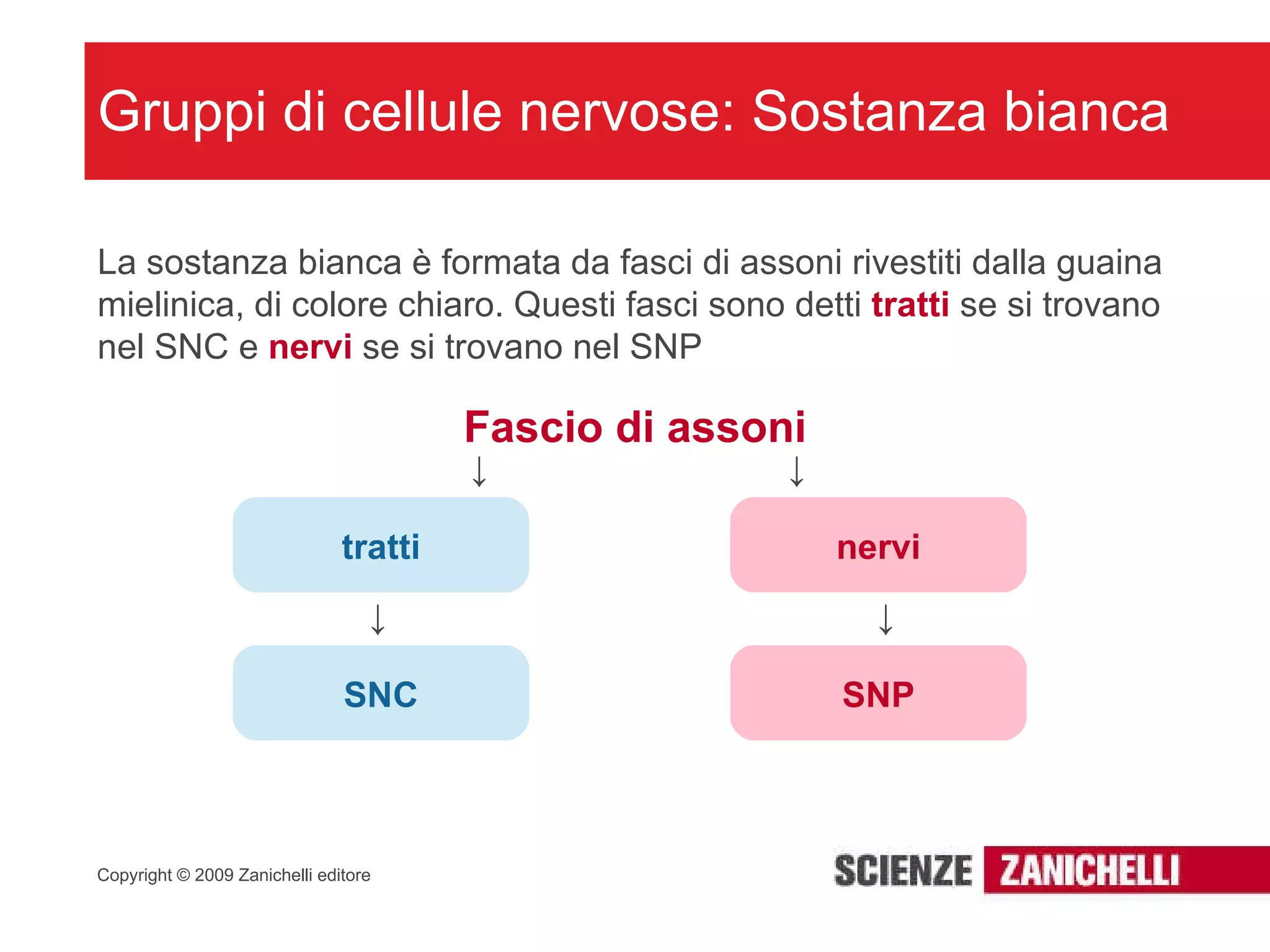 Sistema nervoso | PPT