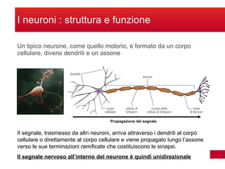 Sistema nervoso | PPT