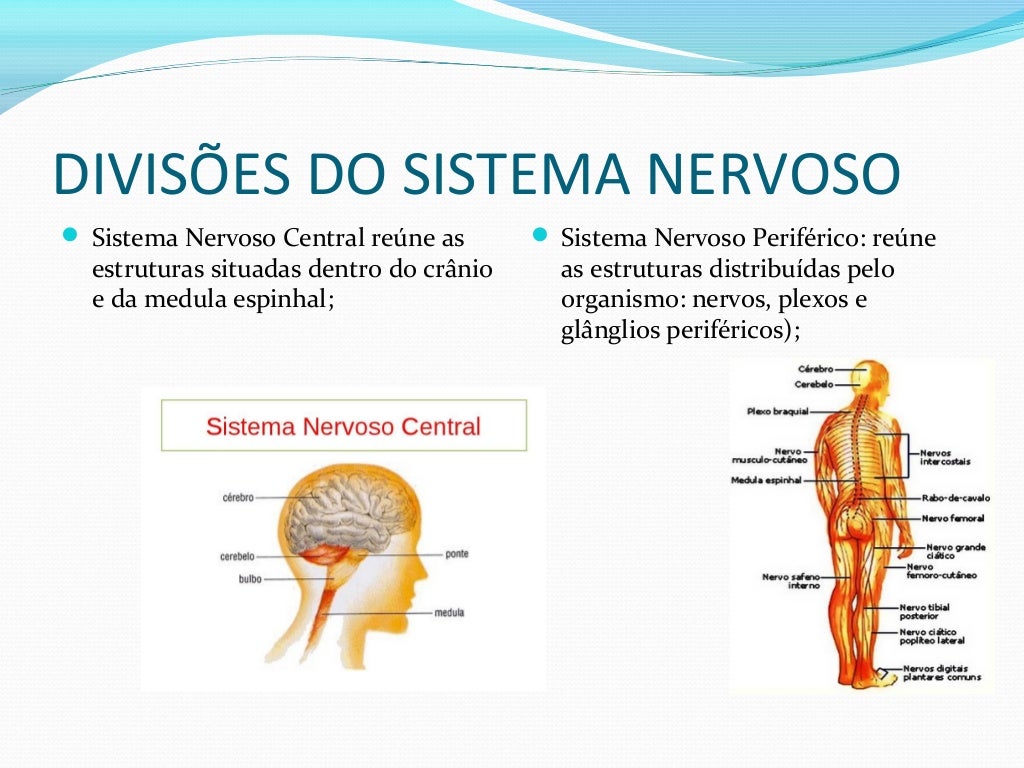 Curiosidades Do Sistema Nervoso - FDPLEARN