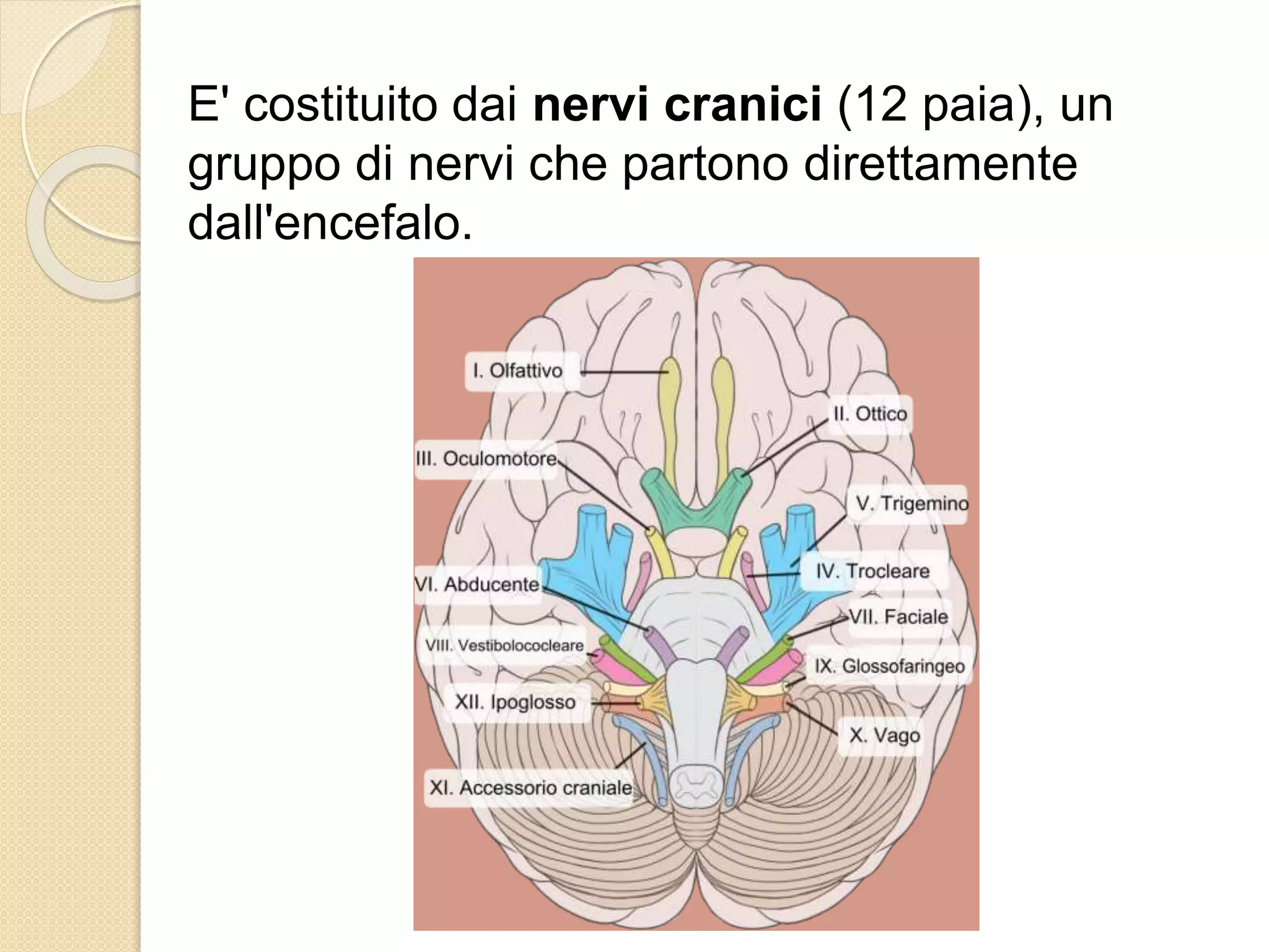 Sistema nervoso | PPTX