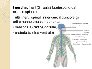 Sistema nervoso | PPTX