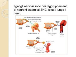 Sistema nervoso | PPTX