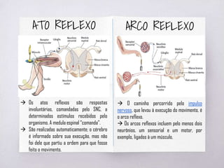 Sistema nervoso | PPT