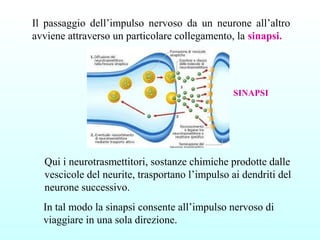 Sistema Nervoso | PPT