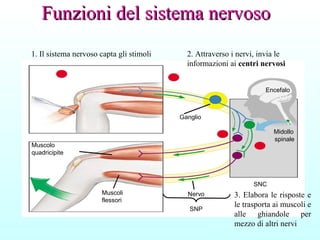 Sistema Nervoso | PPT