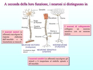 Sistema Nervoso | PPT