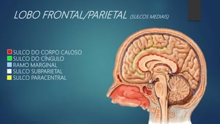 SISTEMA NERVOSO | PPTX
