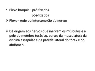 Sistema Nervoso: Plexo Braquial e SNP Da Parede Torácica | PPT ...