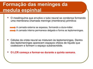 Sistema nervoso central | PPT