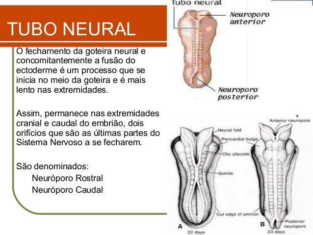 Sistema nervoso central