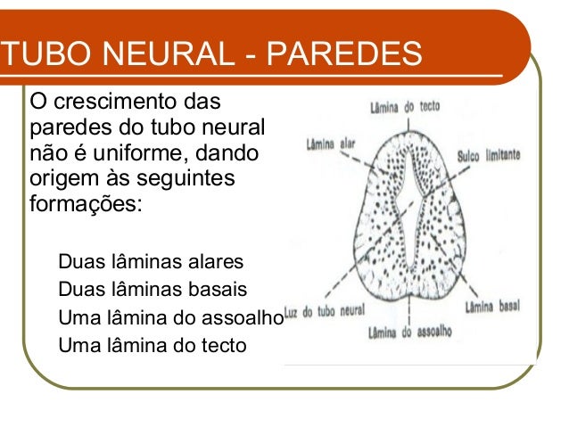Sistema nervoso central