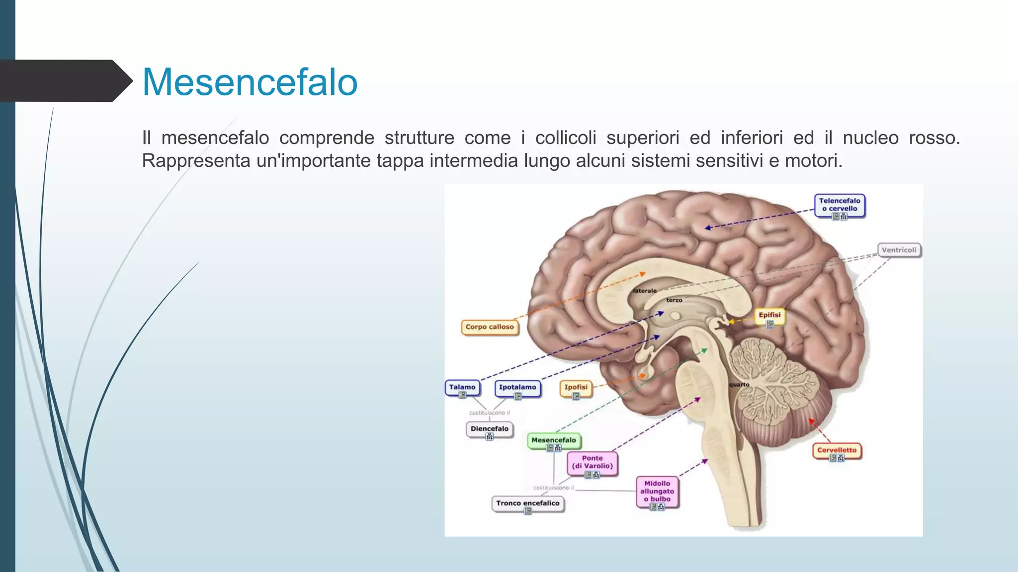 Sistema nervoso centrale | PPTX
