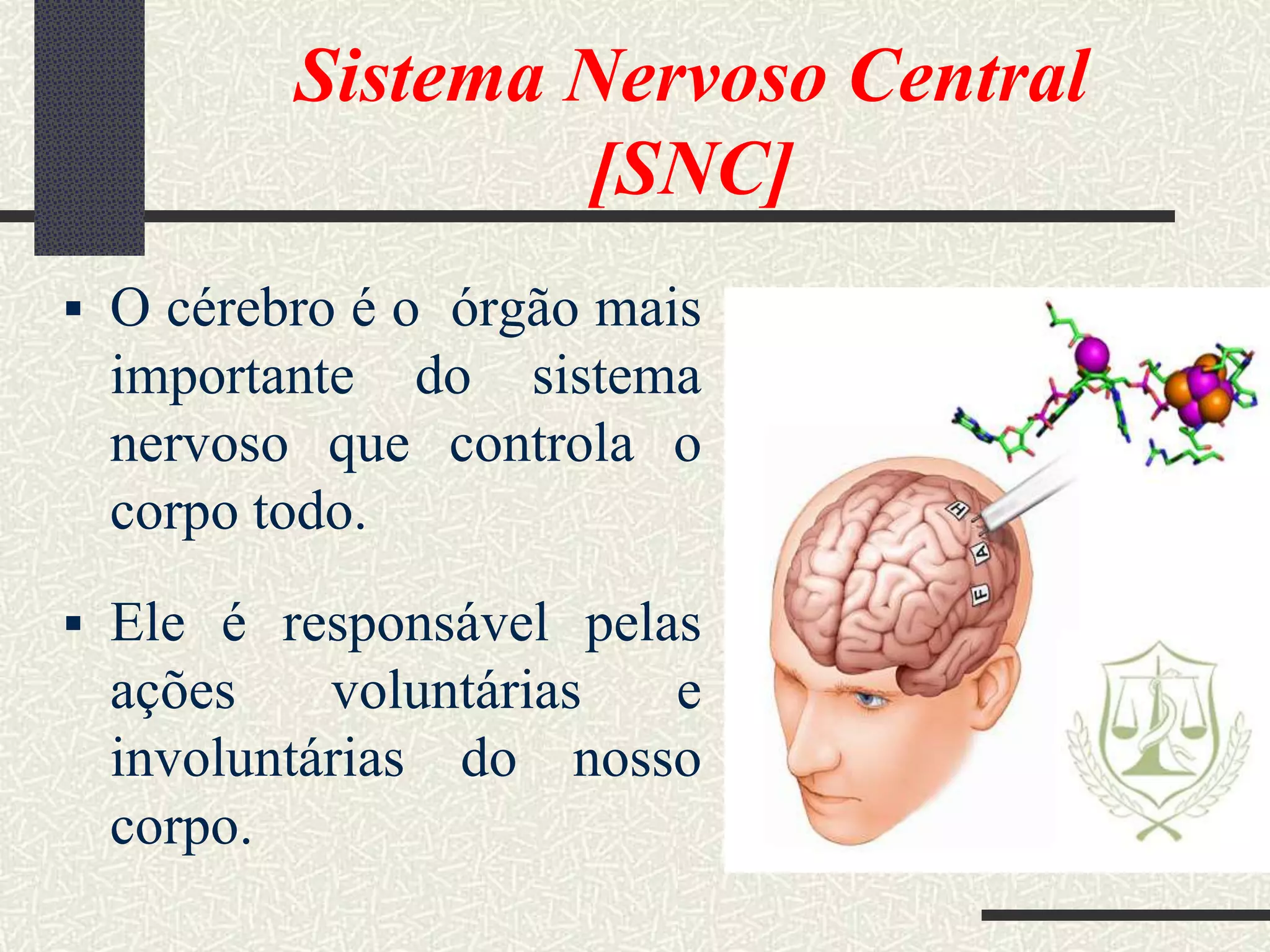 Sistema Nervoso Central e SNP | PPTX