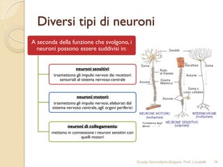 Sistema nervoso ed endocrino | PDF