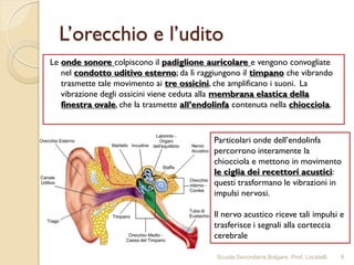 Sistema nervoso ed endocrino | PDF
