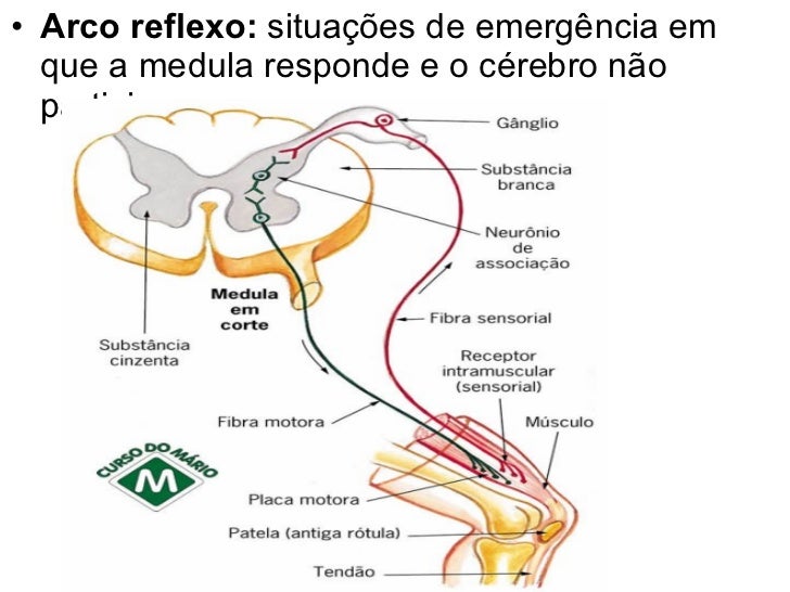 Arco Reflexo Do Triceps