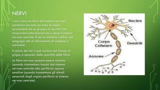 Sistema nervoso Marzia | PPTX