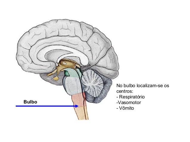 Sistema nervoso parte i
