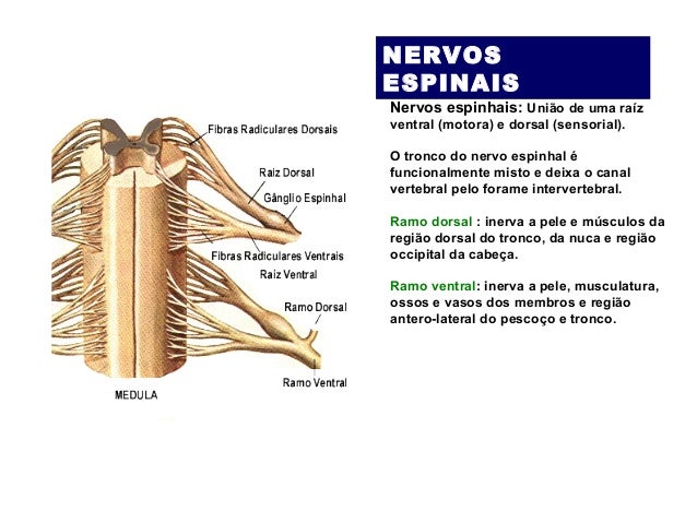 Sistema nervoso parte ii