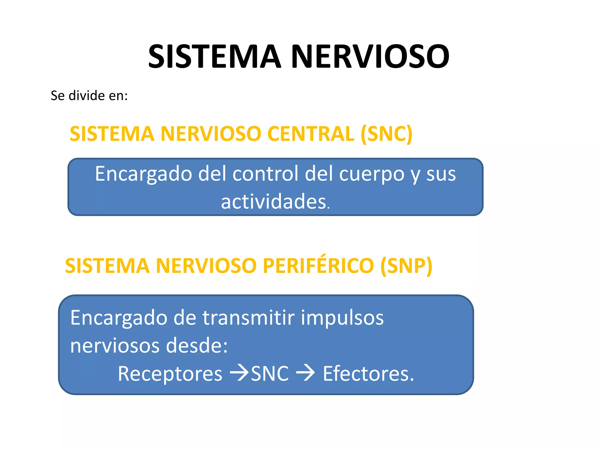 Sistema nervioso y hormonal | PPTX