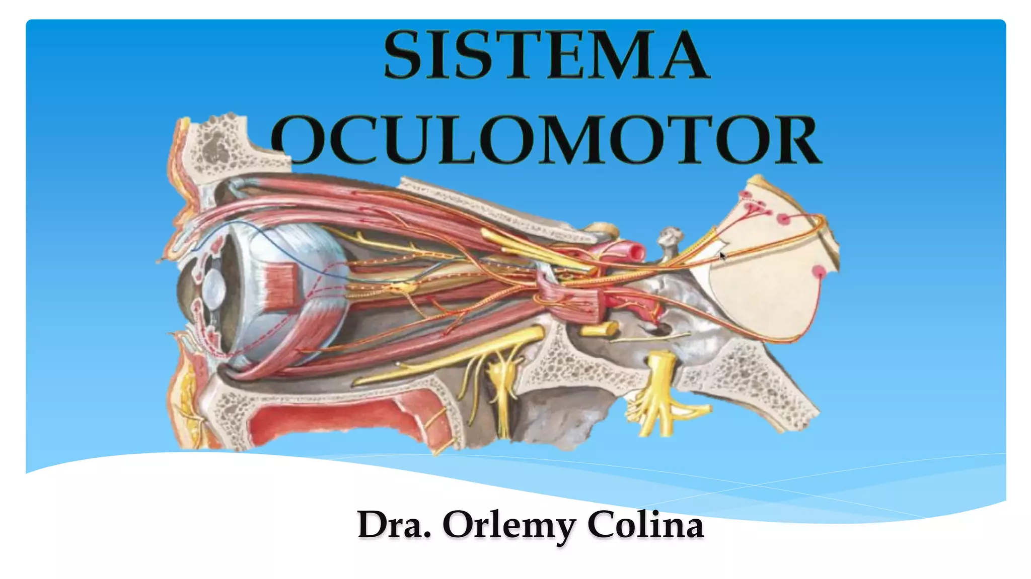 Sistema oculomotor | PPT
