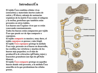 Sistema Oseo | PPT