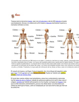 Sistema oseo | DOC