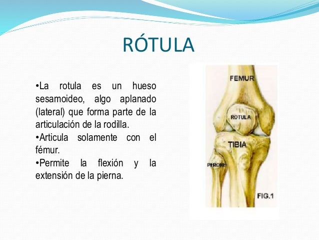 Sistema Oseo Y Psicomotricidad por taliha falcon