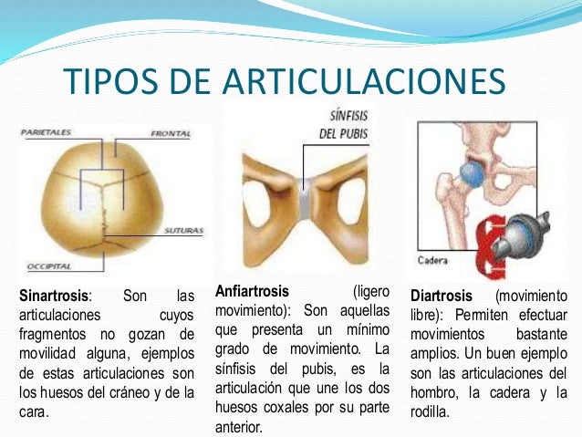 Sistema Oseo Y Psicomotricidad por taliha falcon