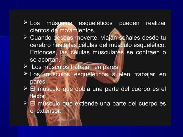 Sistema oseo y muscular | PPT