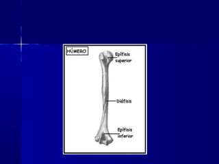 Sistema oseo y muscular | PPT