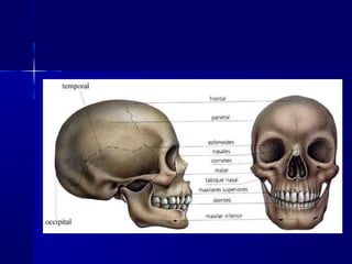 Sistema oseo y muscular | PPT