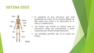 Sistema oseo | PPTX