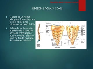 sistema oseo enfermería huesos, medicina, enfermería | PDF