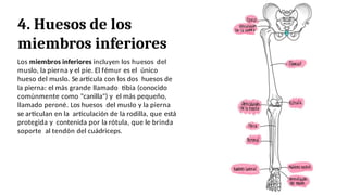 SISTEMA OSEO-(FISIOTERAPIA CICLO I ) CLASE 3.pptx