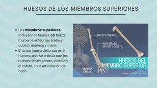 Sistema Óseo (axial y apendicular).pdf