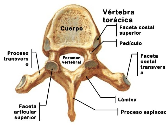 Sistema oseo clase 2