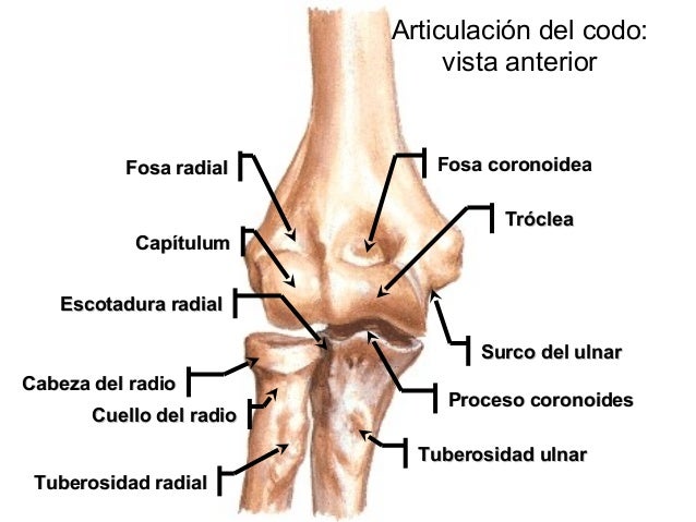 Sistema oseo clase 2