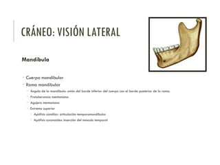 SISTEMA OSEO CRANEAL ANATOMIA DE LA CABEZA | PPT
