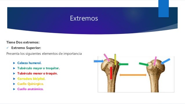 Sistema oseo extremidades superiores