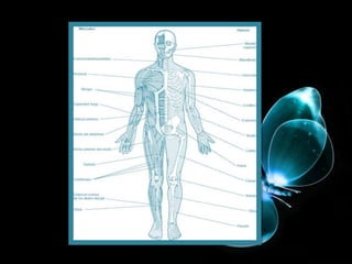 Sistema oseo muscular | PPTX