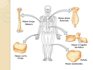 Sistema oseo muscular copia | PPT