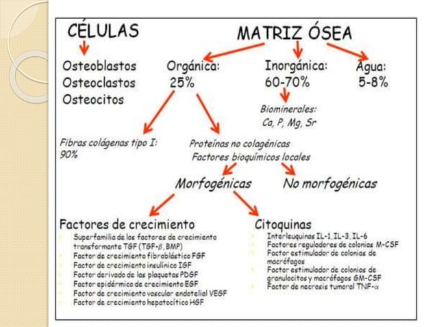 Sistema oseo muscular copia | PPT